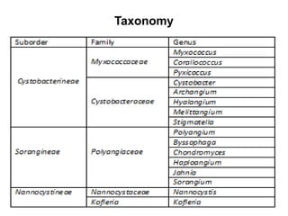 Myxobacteria, life cycle, genetic basis of differentiation | PPTX