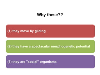 Myxobacteria, life cycle, genetic basis of differentiation | PPTX