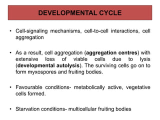 Myxobacteria, life cycle, genetic basis of differentiation | PPTX