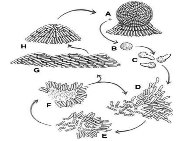 Myxobacteria, life cycle, genetic basis of differentiation | PPTX ...