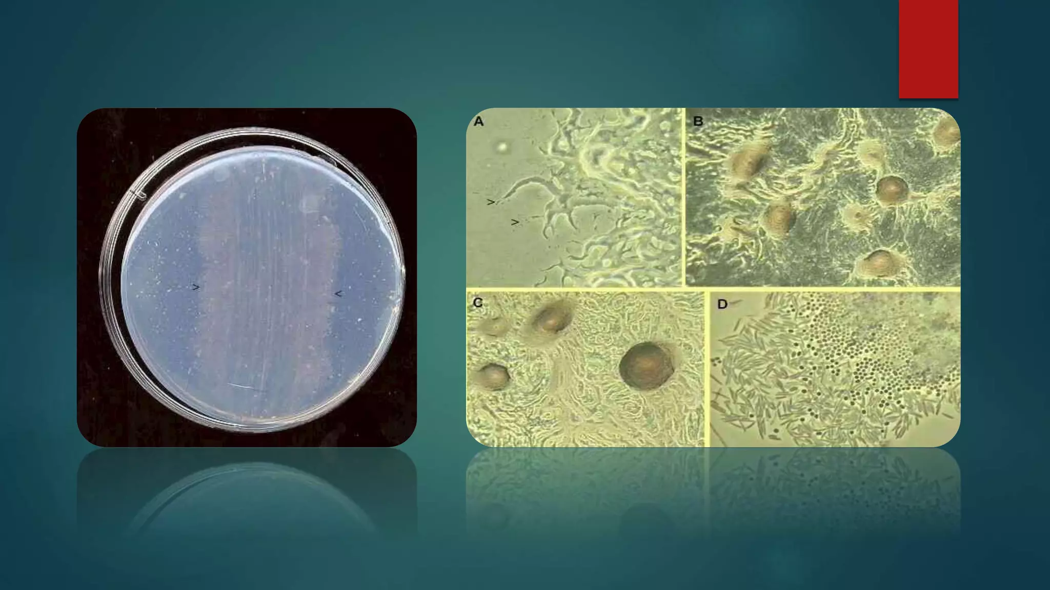 Myxobacteria pptx | PPTX