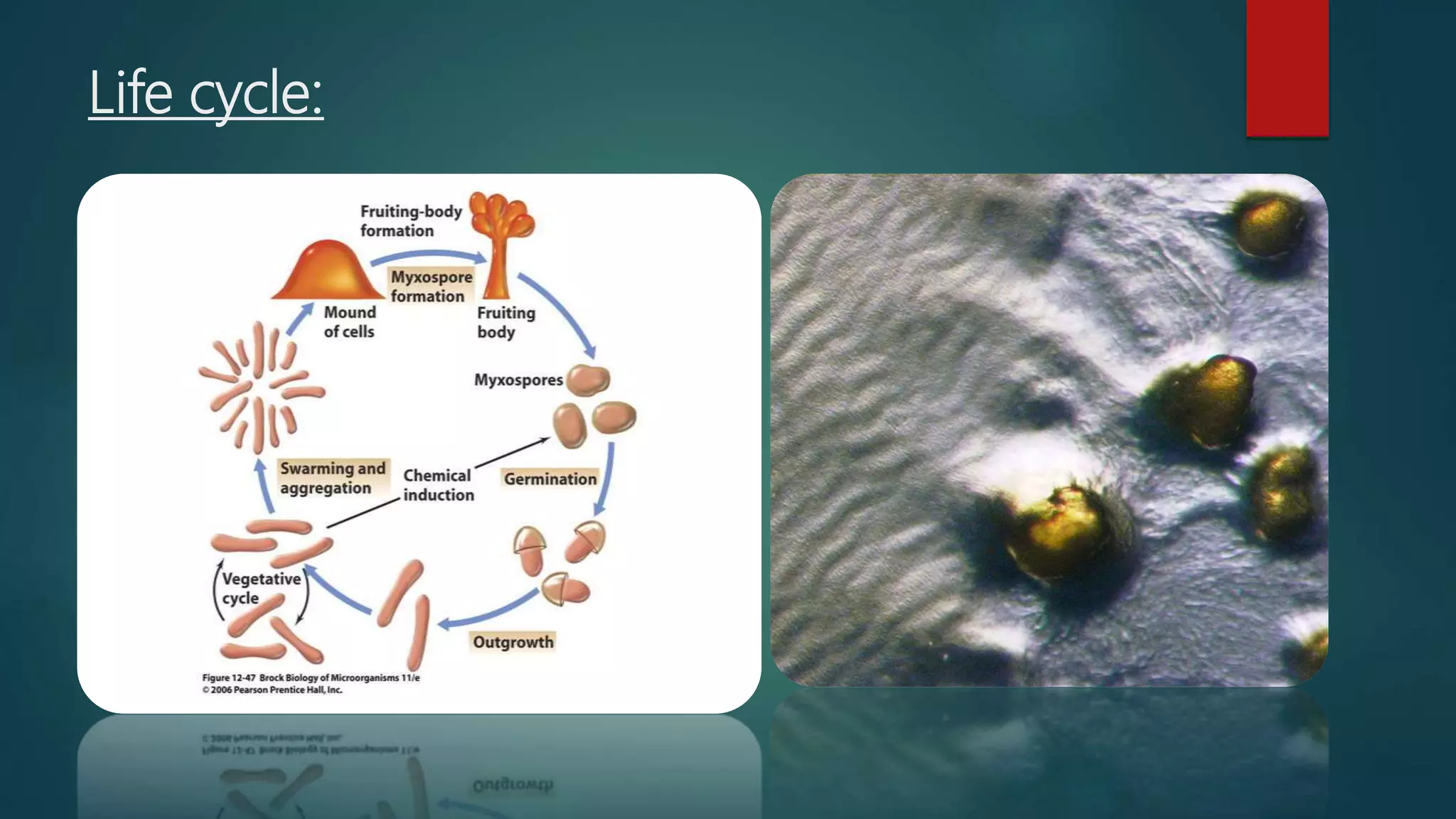 Myxobacteria pptx | PPTX