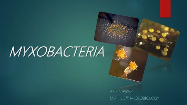 Myxobacteria pptx | PPTX