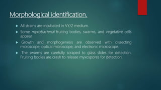 Myxobacteria pptx | PPTX