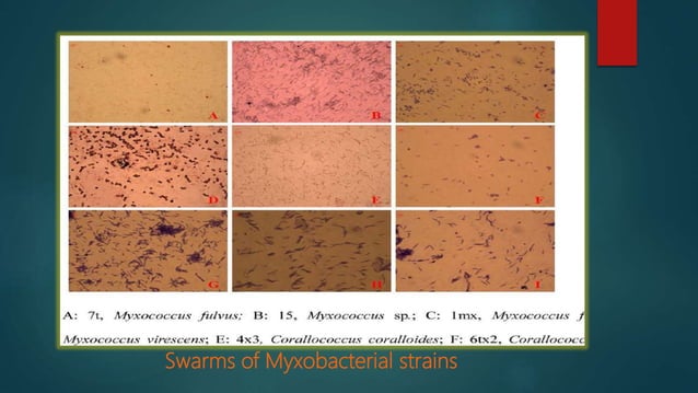 Myxobacteria pptx | PPTX