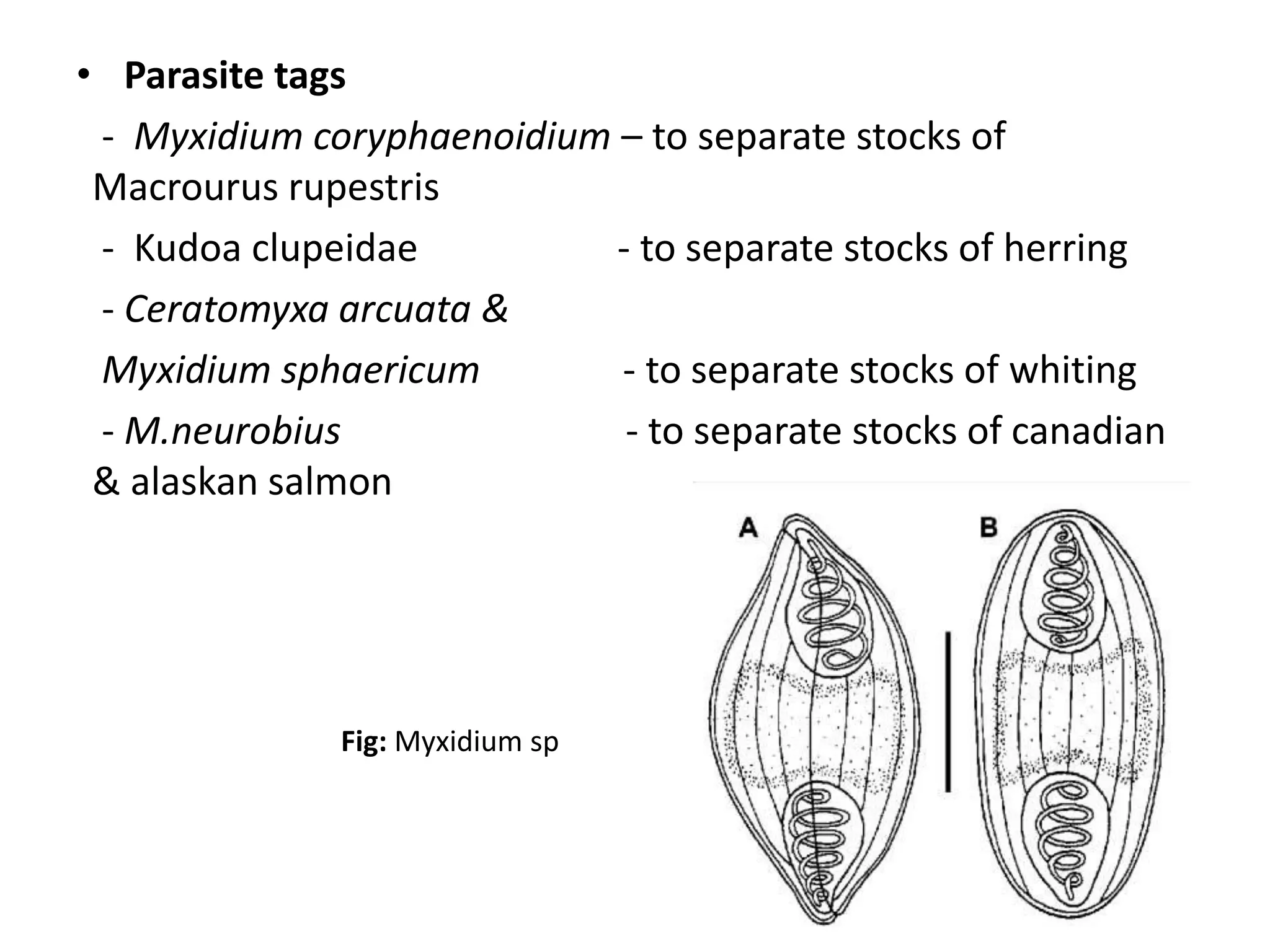 Myxozoan fish parasite life cycle | PPTX