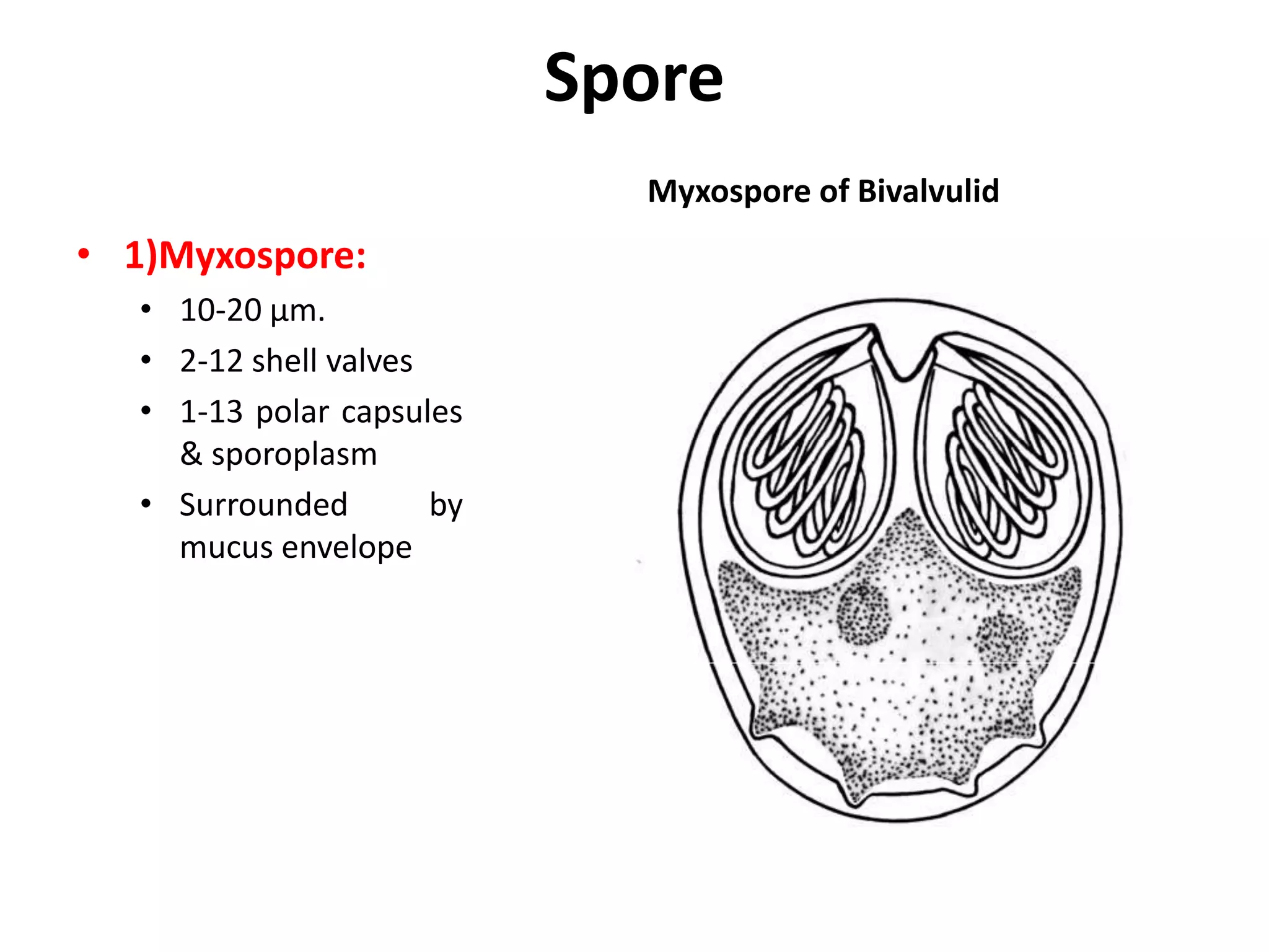 Myxozoan fish parasite life cycle | PPTX