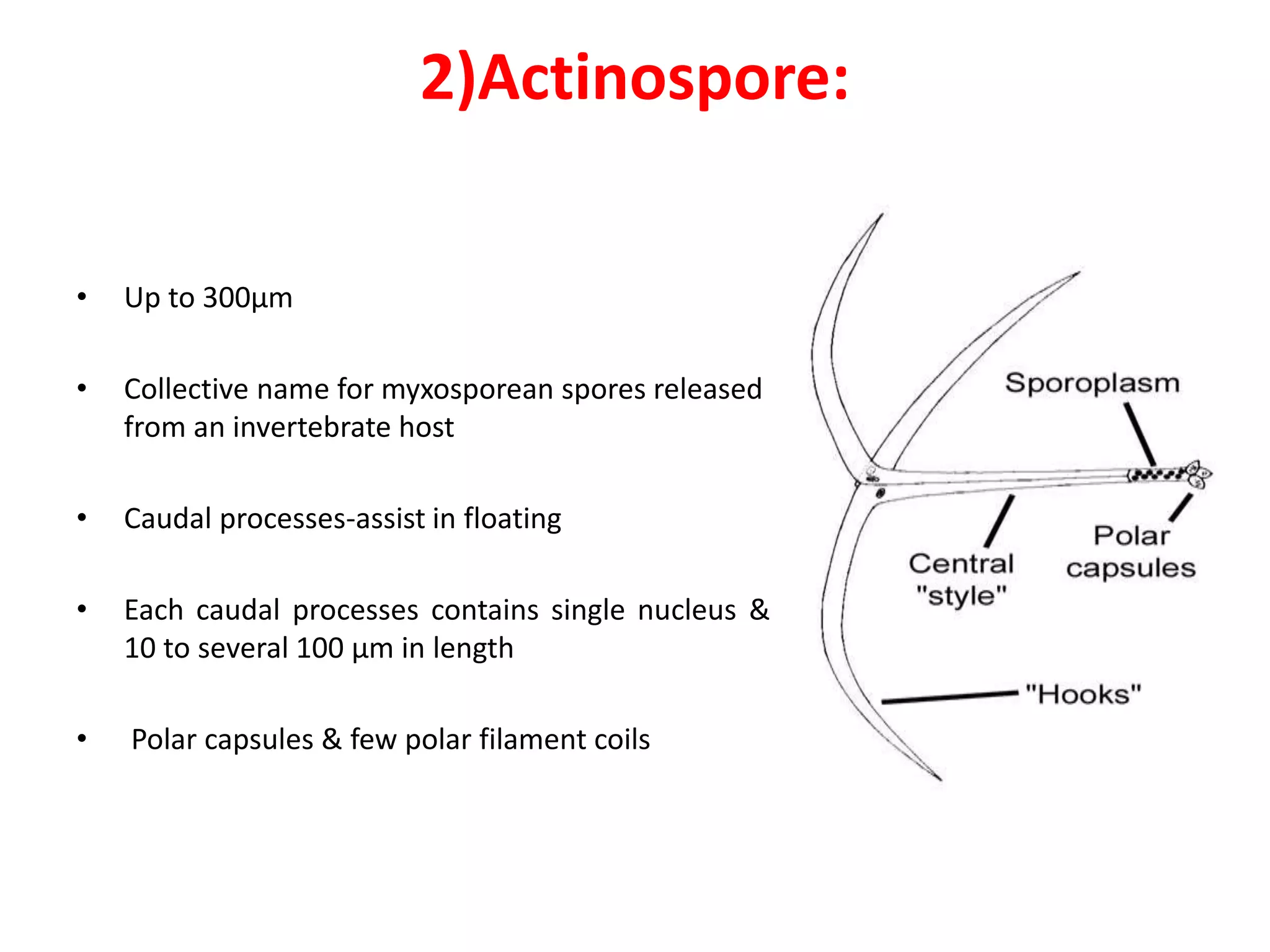 Myxozoan fish parasite life cycle | PPTX