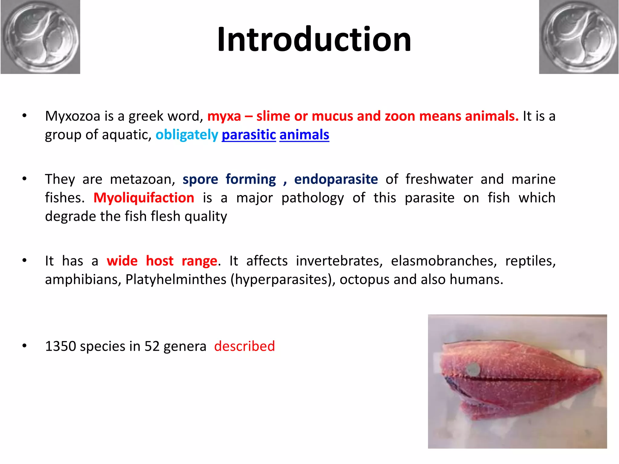 Myxozoan fish parasite life cycle | PPTX