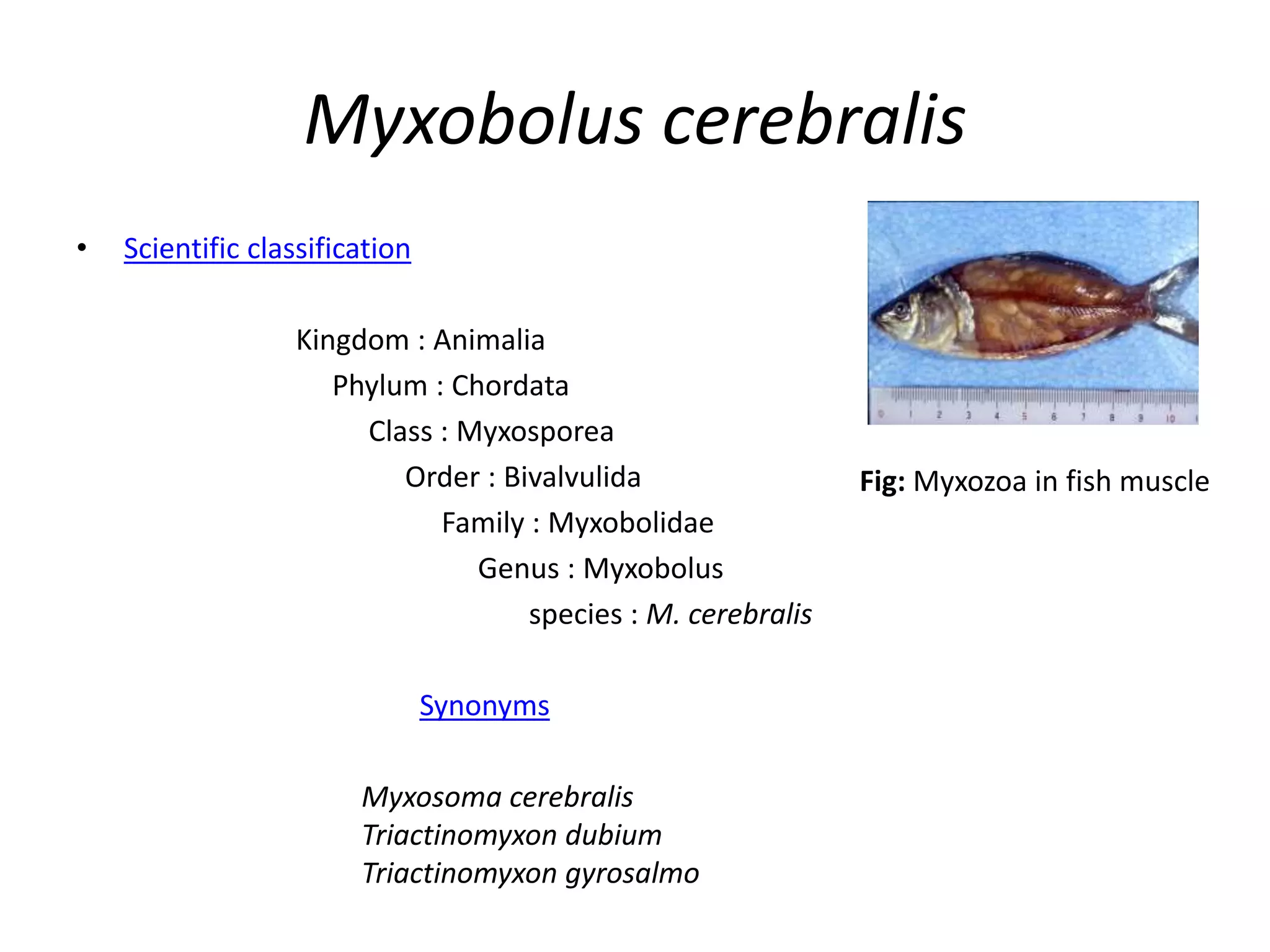 Myxozoan fish parasite life cycle | PPTX | Fish and Aquariums | Pets