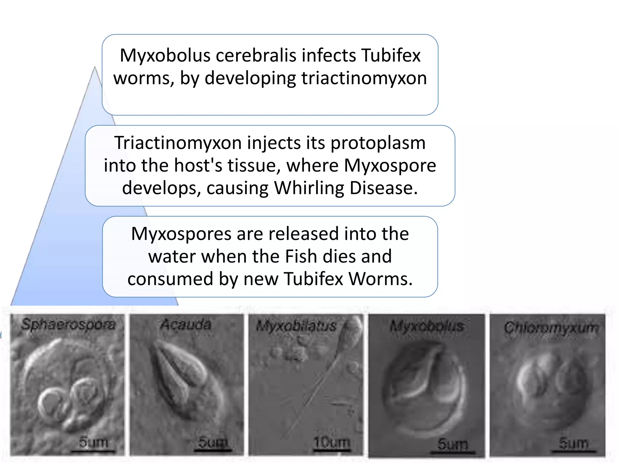 Myxozoan fish parasite life cycle | PPTX