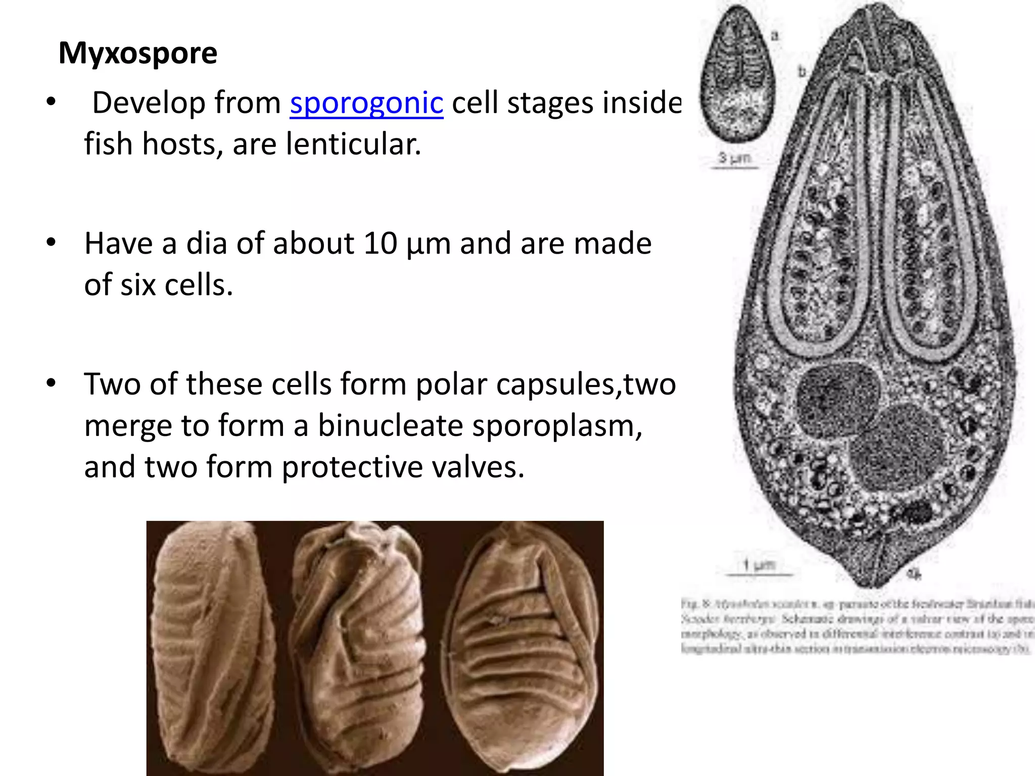 Myxozoan fish parasite life cycle | PPTX
