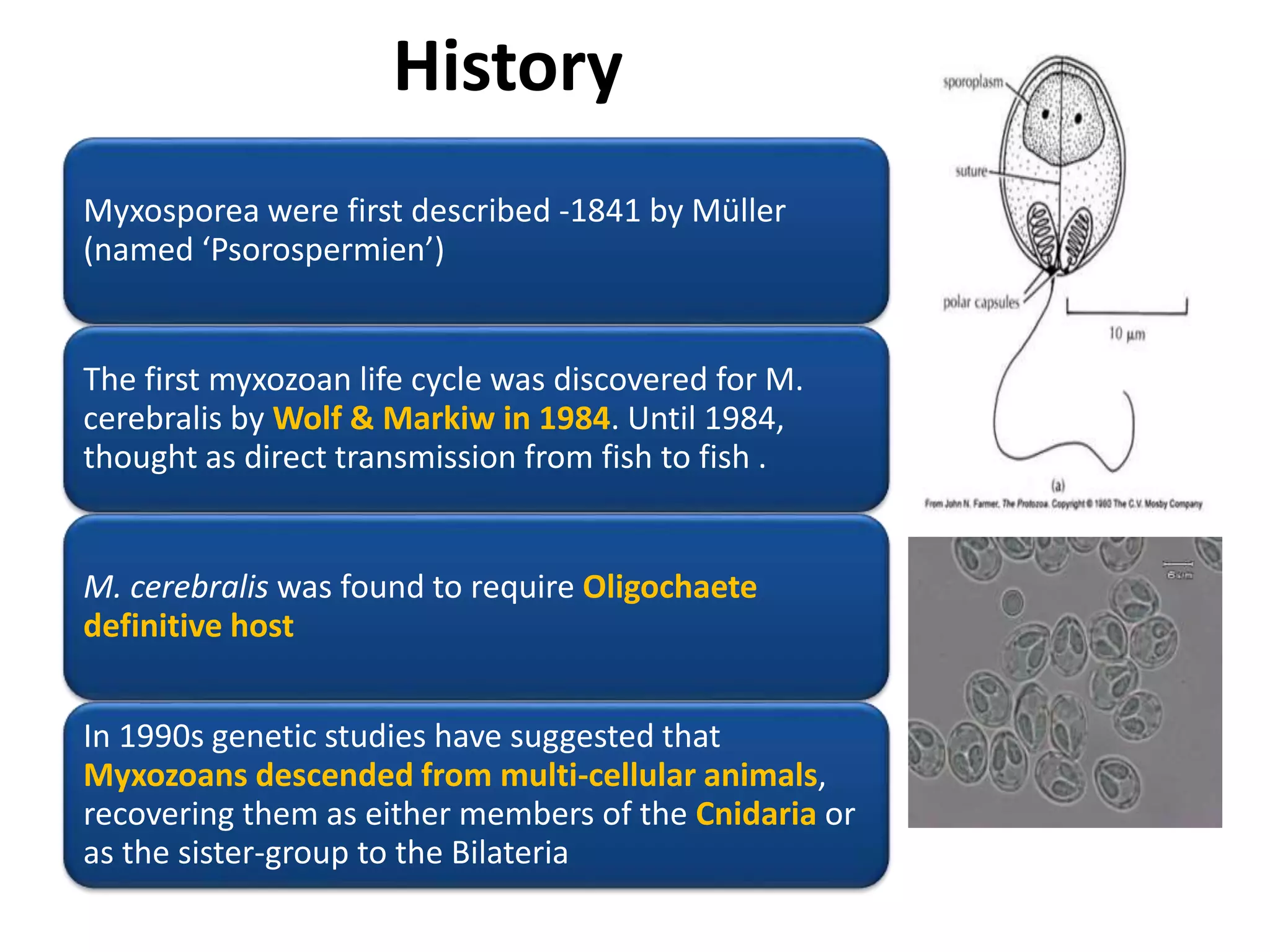 Myxozoan fish parasite life cycle | PPTX