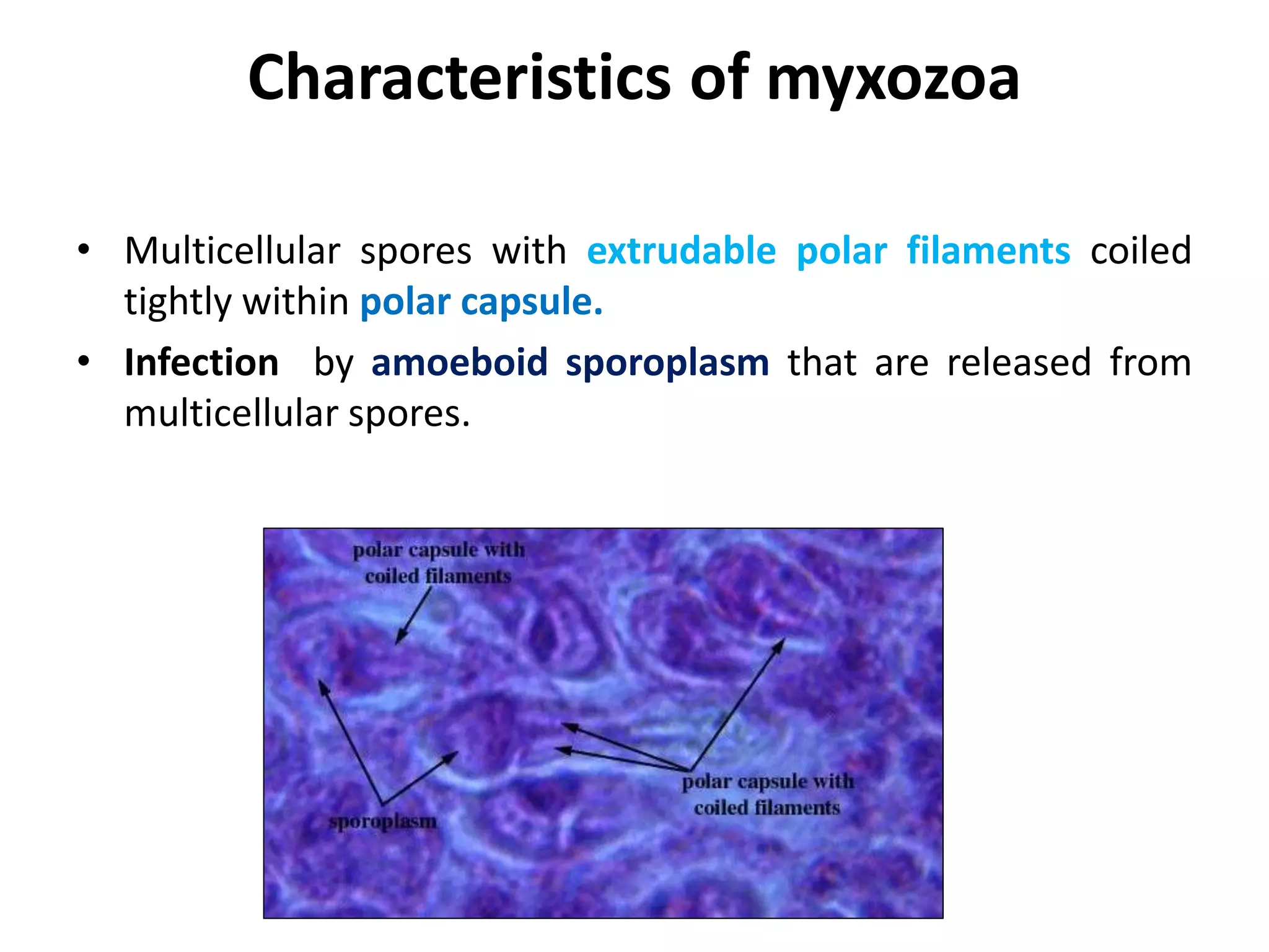 Myxozoan fish parasite life cycle | PPTX