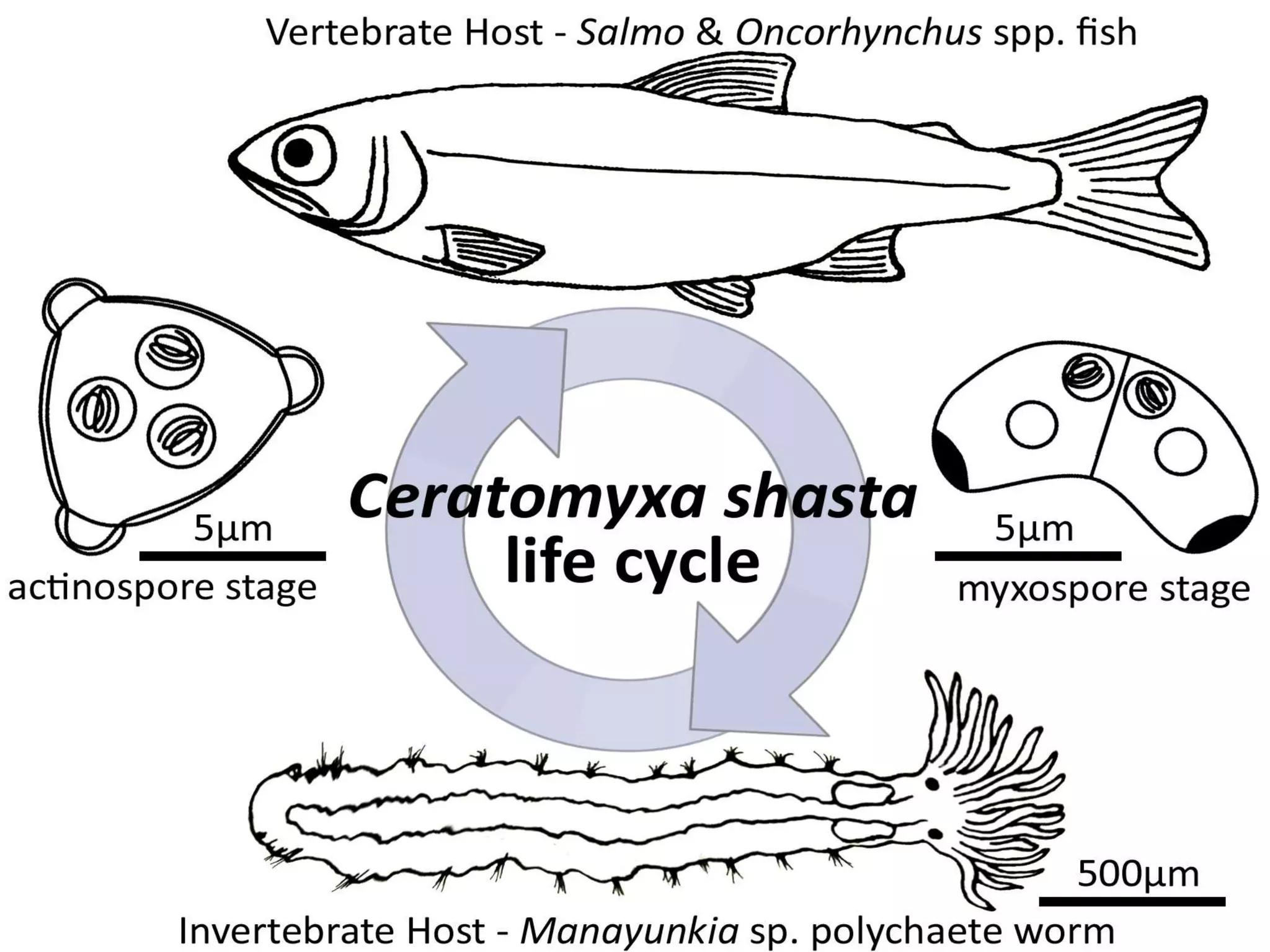 Myxozoan fish parasite life cycle | PPTX