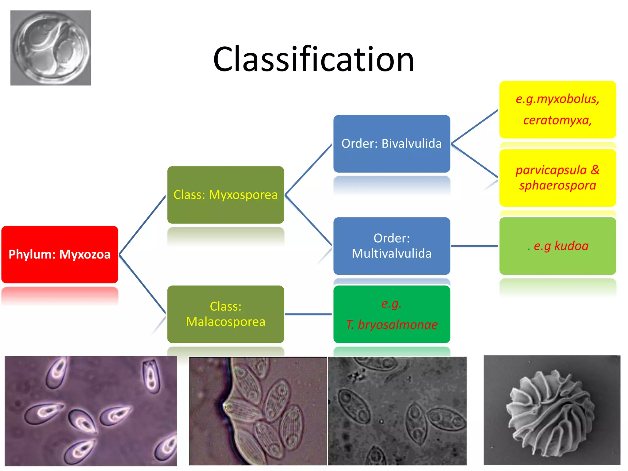 Myxozoan fish parasite life cycle | PPTX
