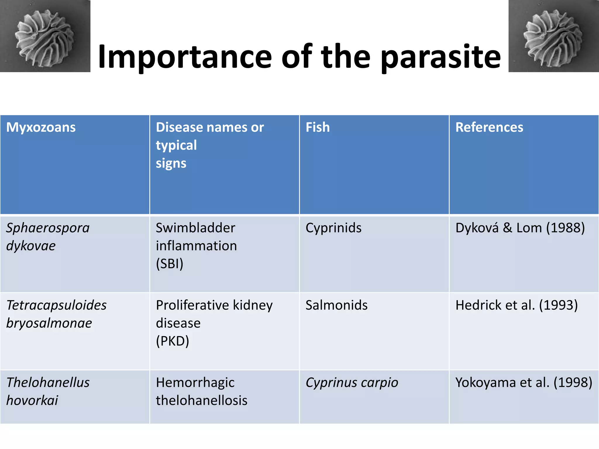 Myxozoan fish parasite life cycle | PPTX