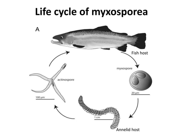 Myxozoan fish parasite life cycle | PPTX | Fish and Aquariums | Pets