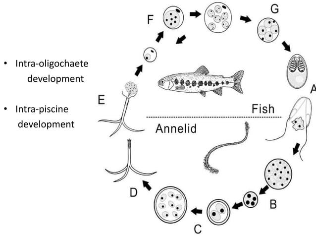 Myxozoan fish parasite life cycle | PPTX | Fish and Aquariums | Pets