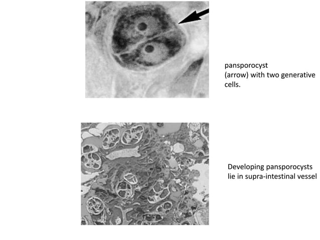 Myxozoan fish parasite life cycle | PPTX | Fish and Aquariums | Pets