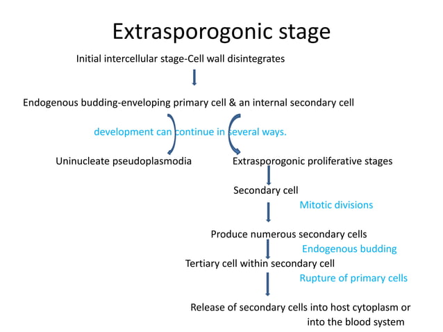 Myxozoan fish parasite life cycle | PPTX | Fish and Aquariums | Pets