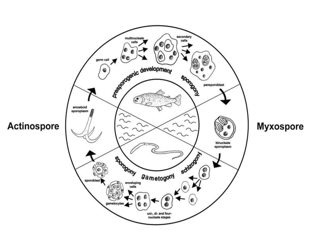 Myxozoan fish parasite life cycle | PPTX | Fish and Aquariums | Pets