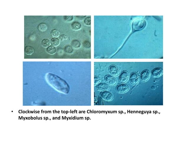 Myxozoan fish parasite life cycle | PPTX | Fish and Aquariums | Pets