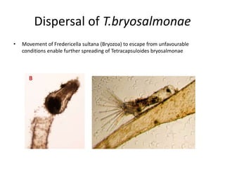 Myxozoan fish parasite life cycle | PPTX