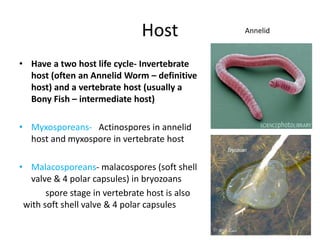 Phylum Myxozoa