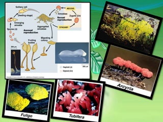Myxomycetes | PPTX