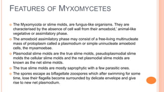 Myxomycetes | PPTX