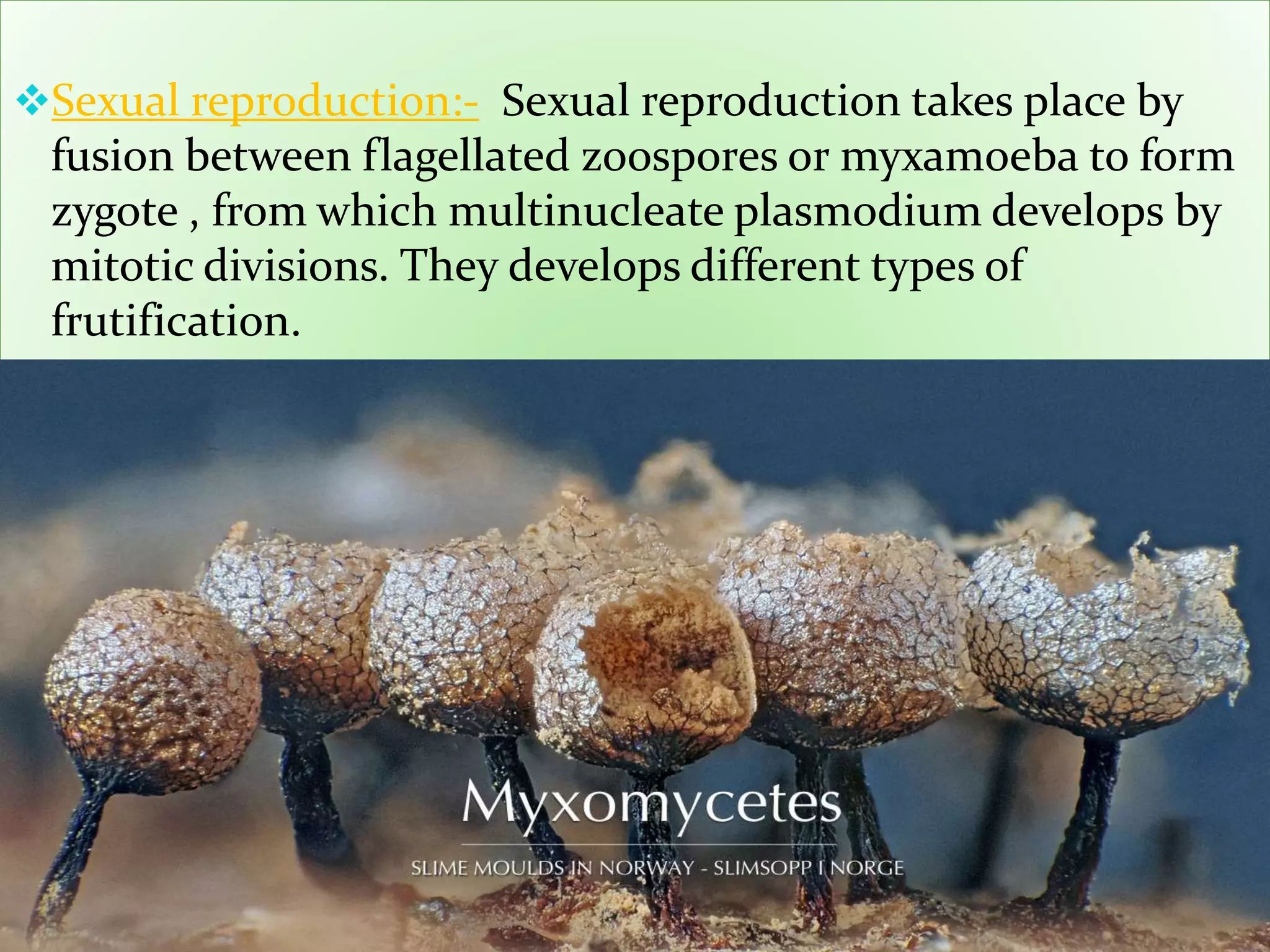 Myxomycota | PPTX