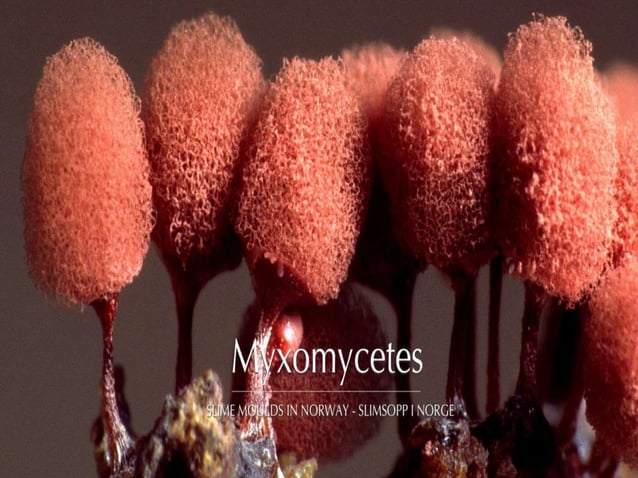 Myxomycota | PPTX