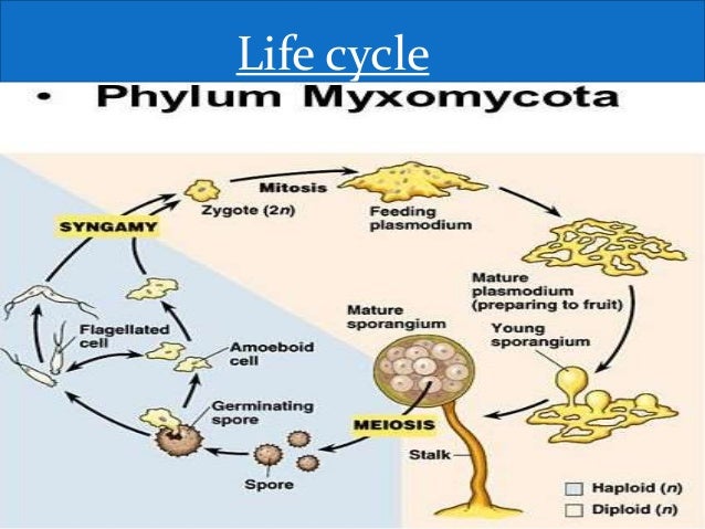 Myxomycota