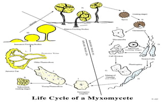 MYXOMYCOTA (Generalidades, características).pdf
