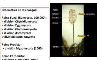MYXOMYCOTA (Generalidades, características).pdf