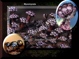 Myxomycota acrasiomycota b | PDF