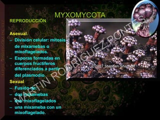 Myxomycota acrasiomycota b | PDF