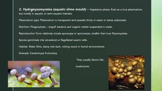 Myxomycota, satyendra sh., BIO104 D (1).pdf