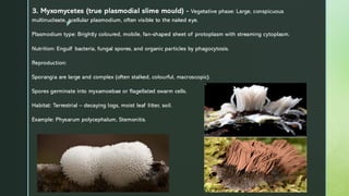 Myxomycota, satyendra sh., BIO104 D (1).pdf