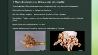 Myxomycota, satyendra sh., BIO104 D (1).pdf