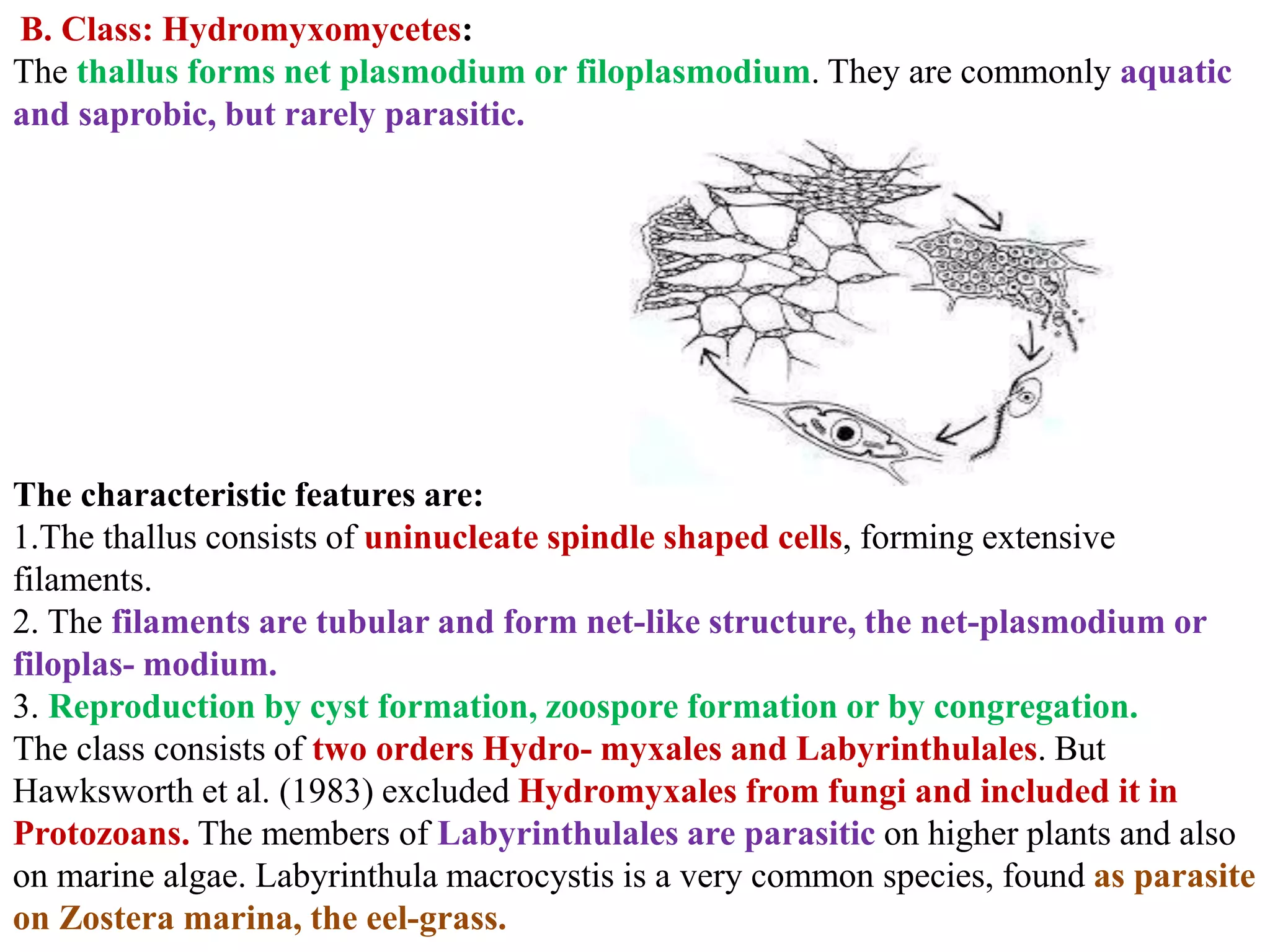 Myxomycotina | PPTX