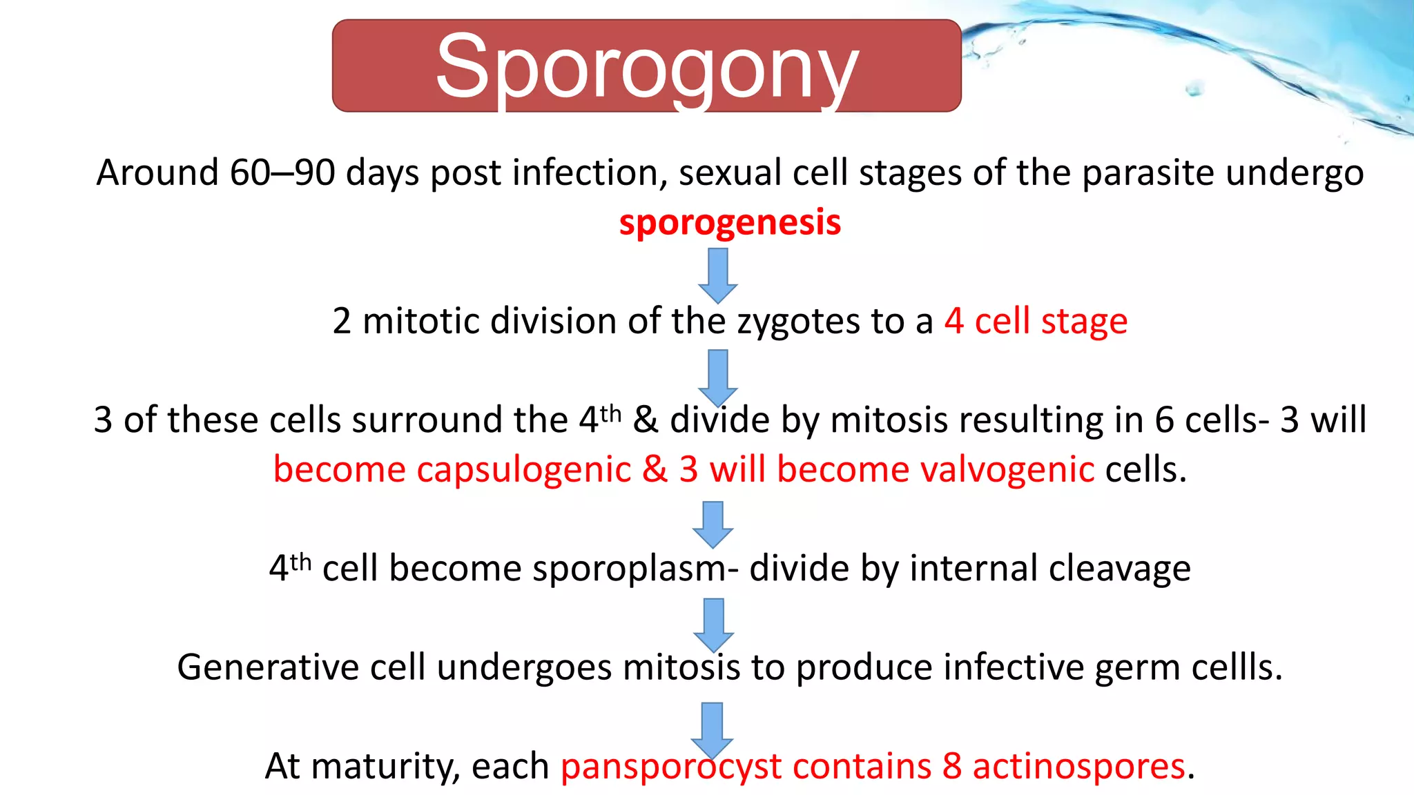 Myxozoan morphology and life cycle | PDF