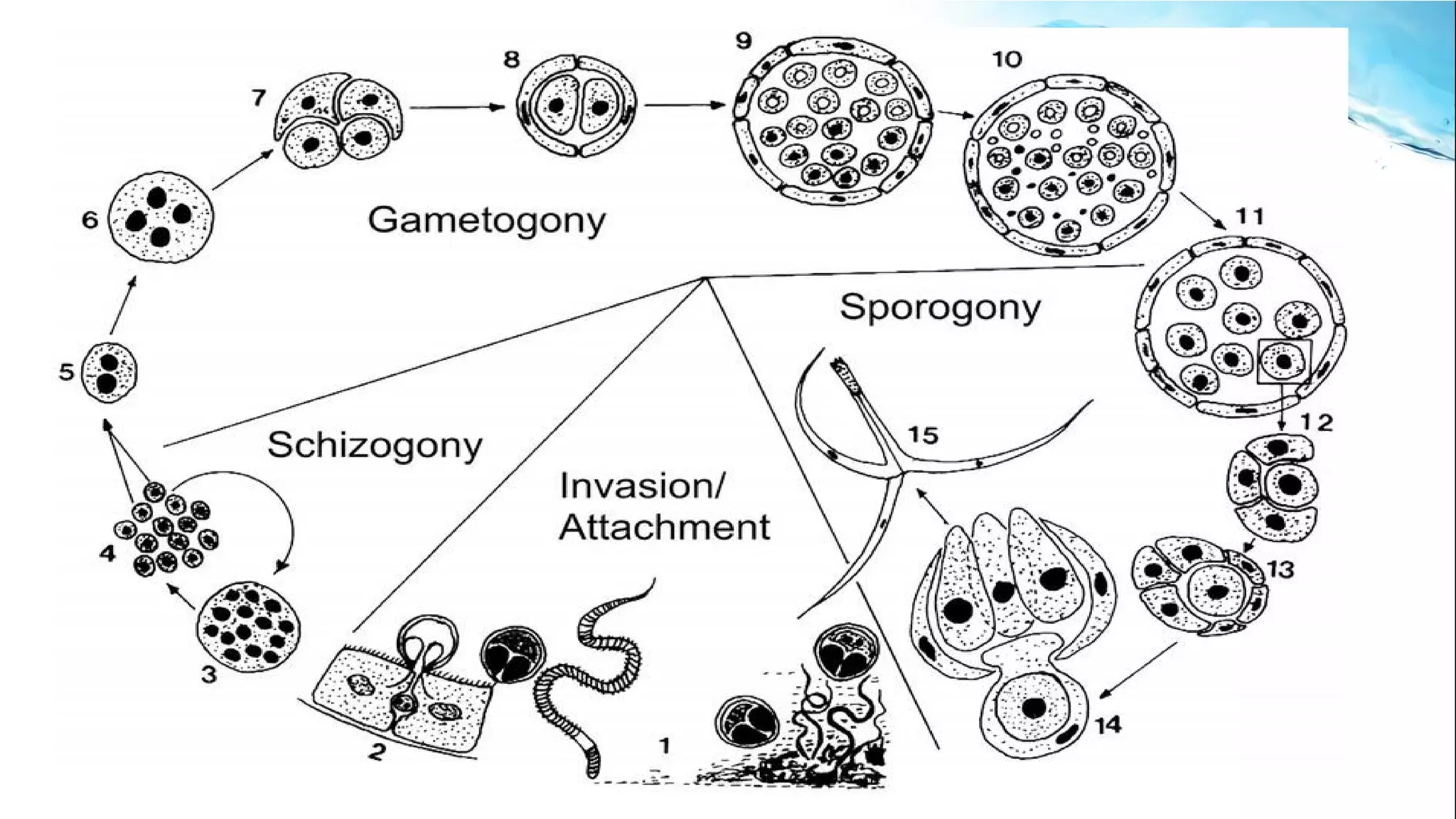 Myxozoan morphology and life cycle | PDF