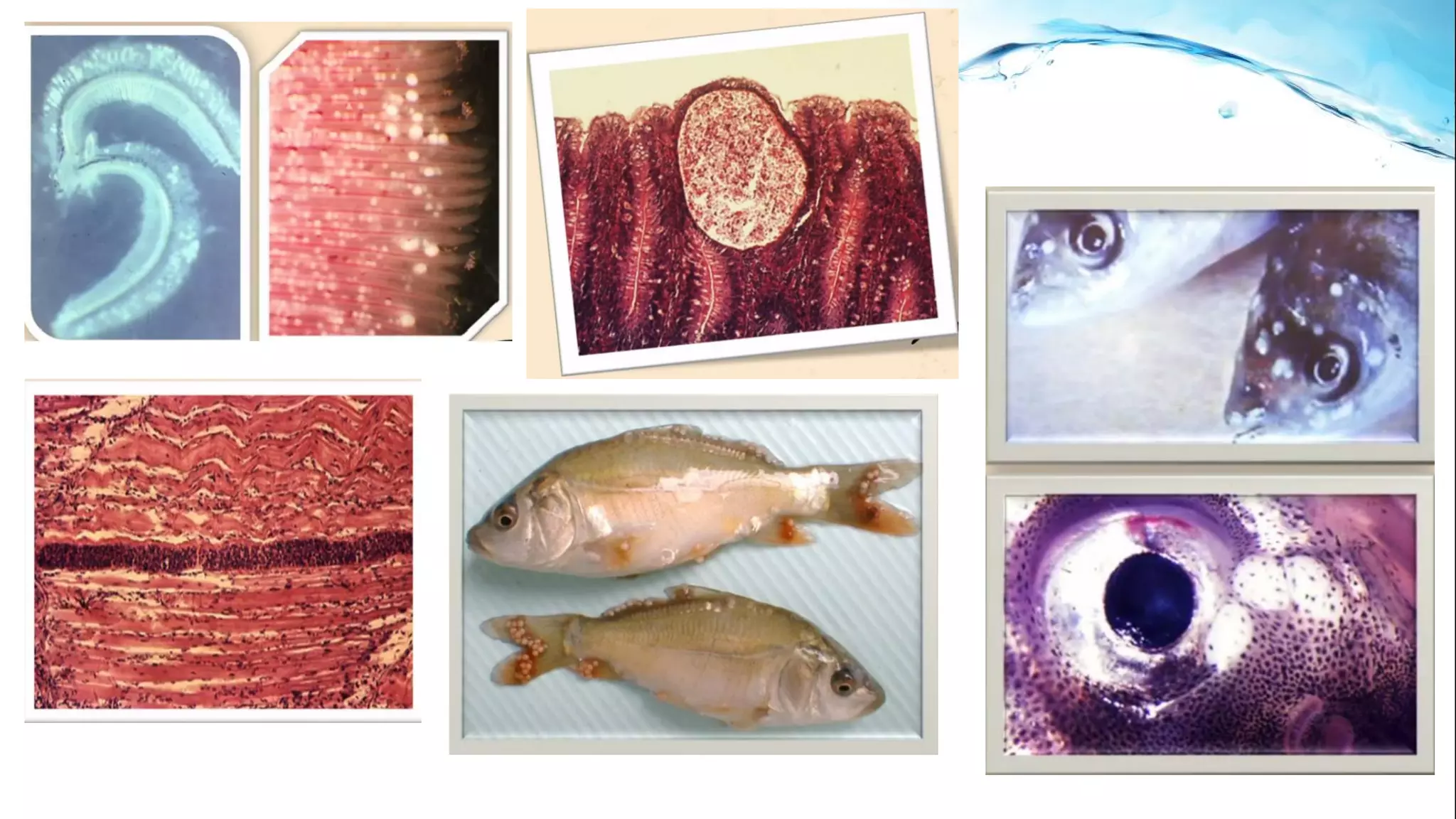 Myxozoan morphology and life cycle | PDF