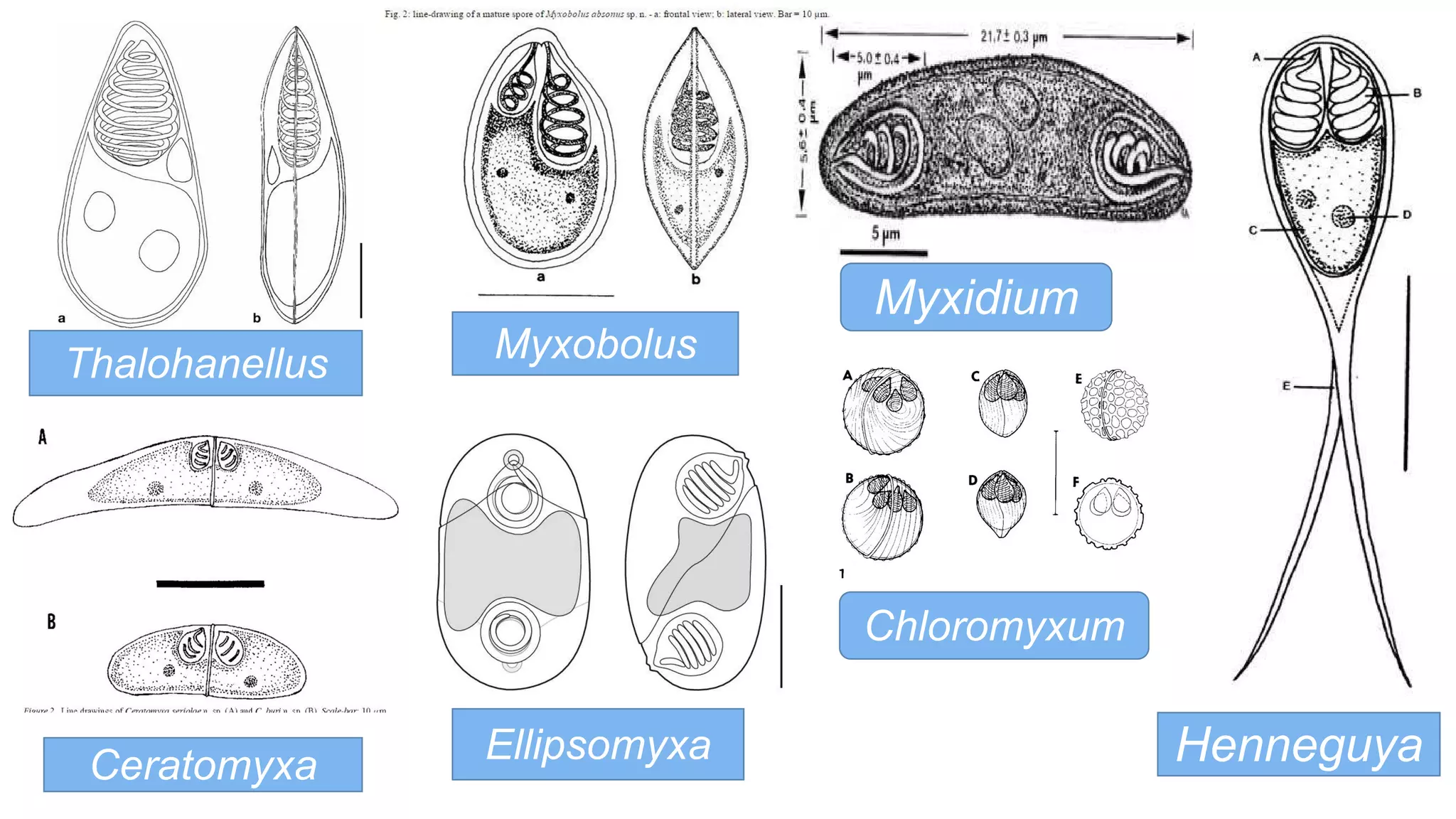Myxozoan morphology and life cycle | PDF