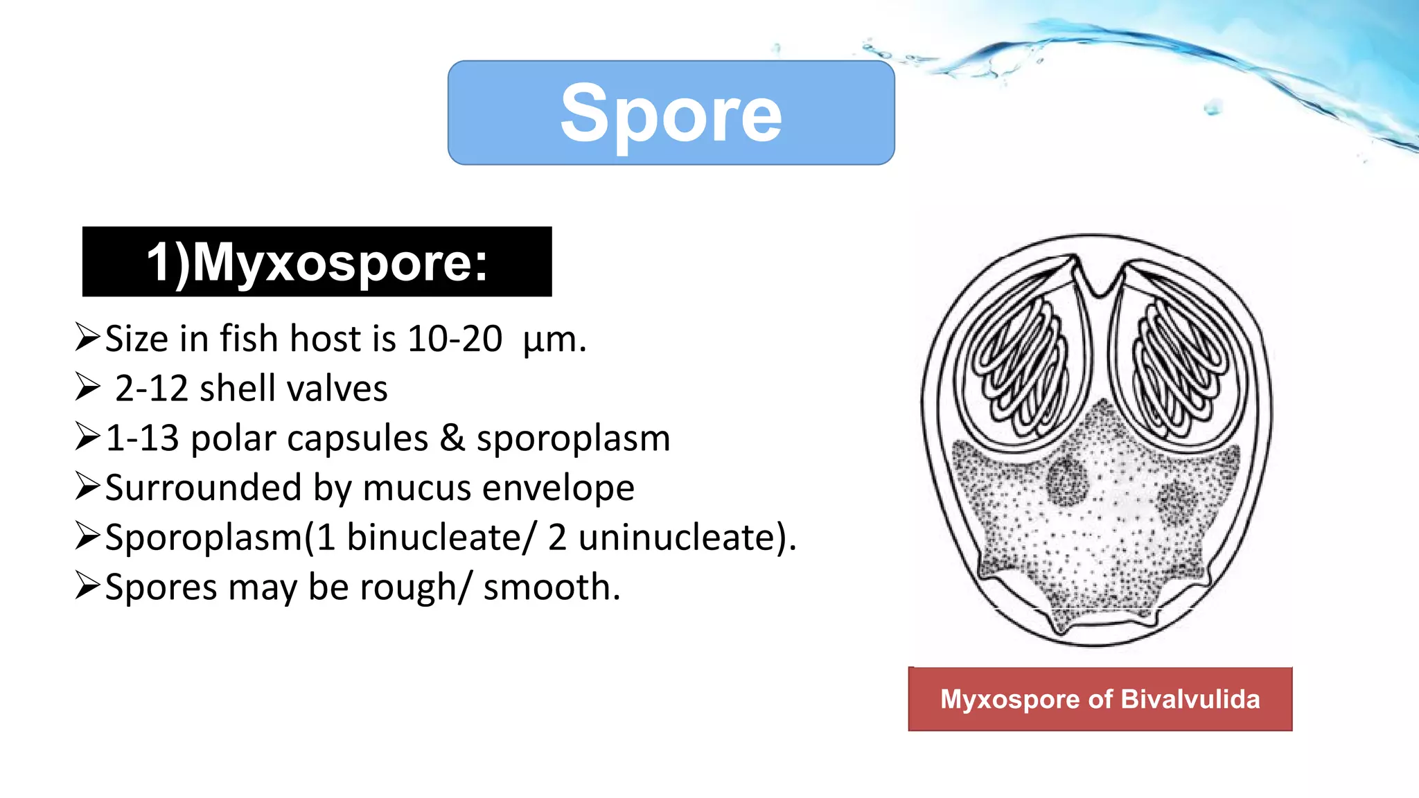 Myxozoan morphology and life cycle | PDF