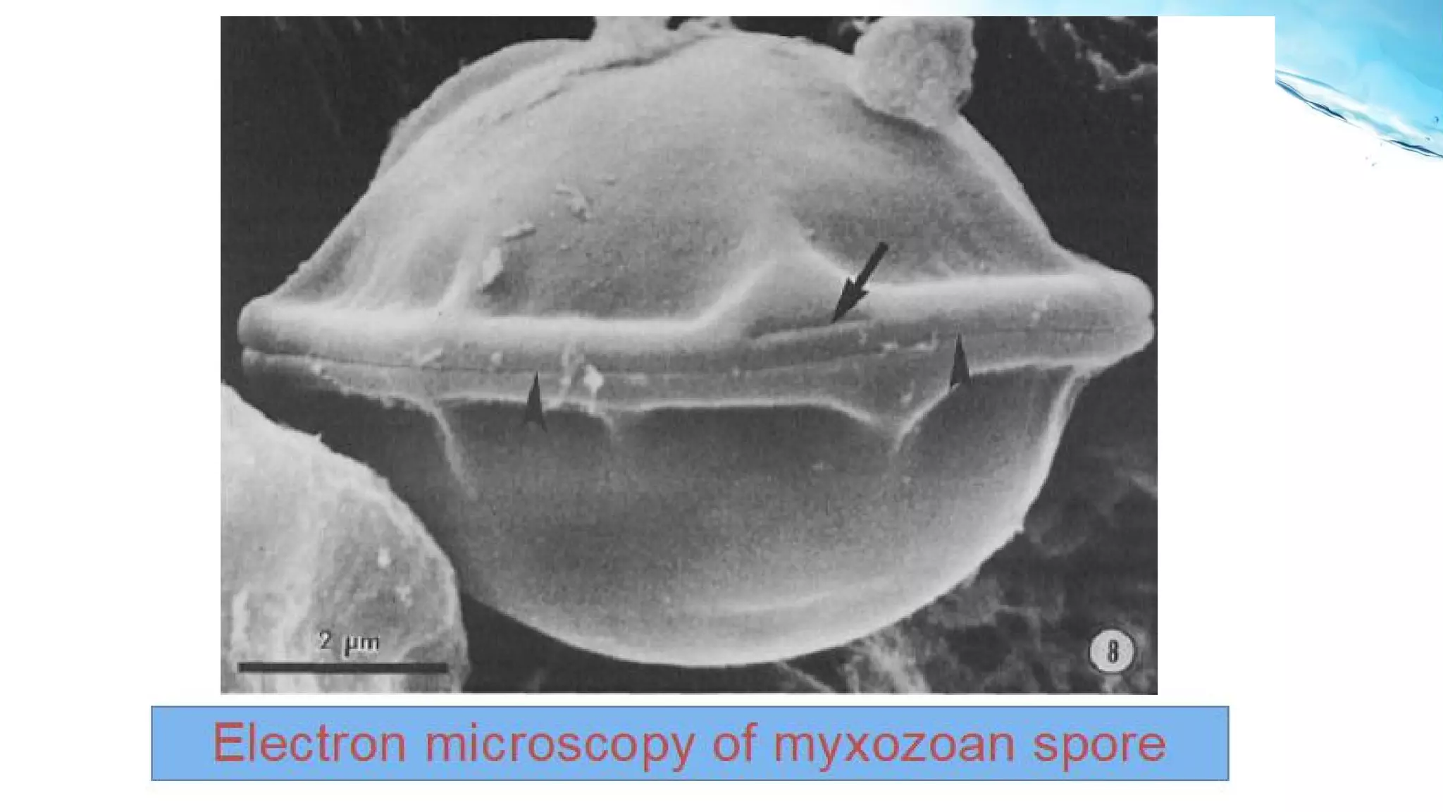 Myxozoan morphology and life cycle | PDF