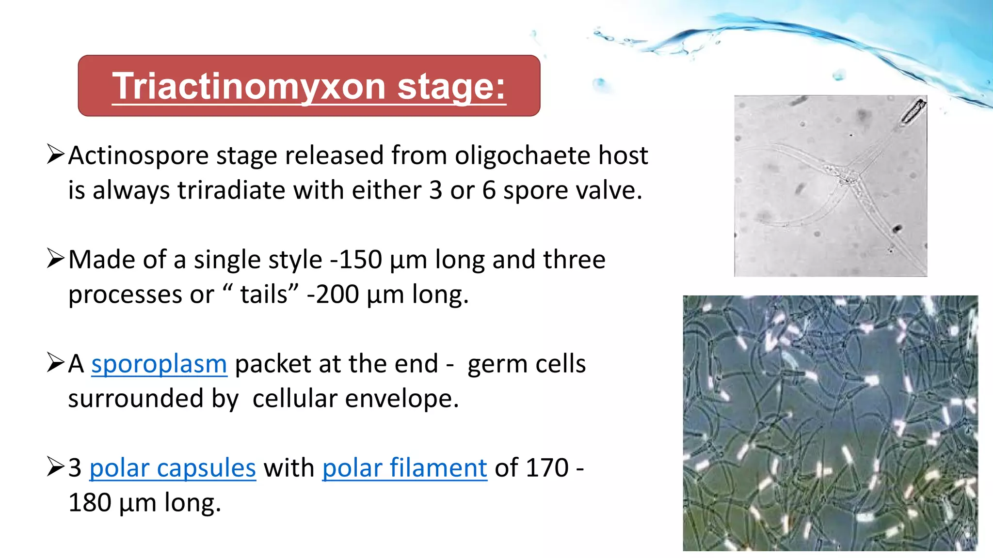 Myxozoan morphology and life cycle | PDF