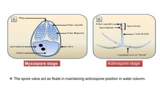 Myxozoan morphology and life cycle | PDF